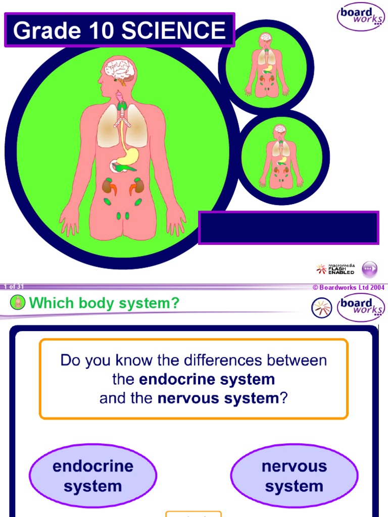 Grade 10 SCIENCE: © Boardworks LTD 2004 | PDF | Reproductive System | Ovary