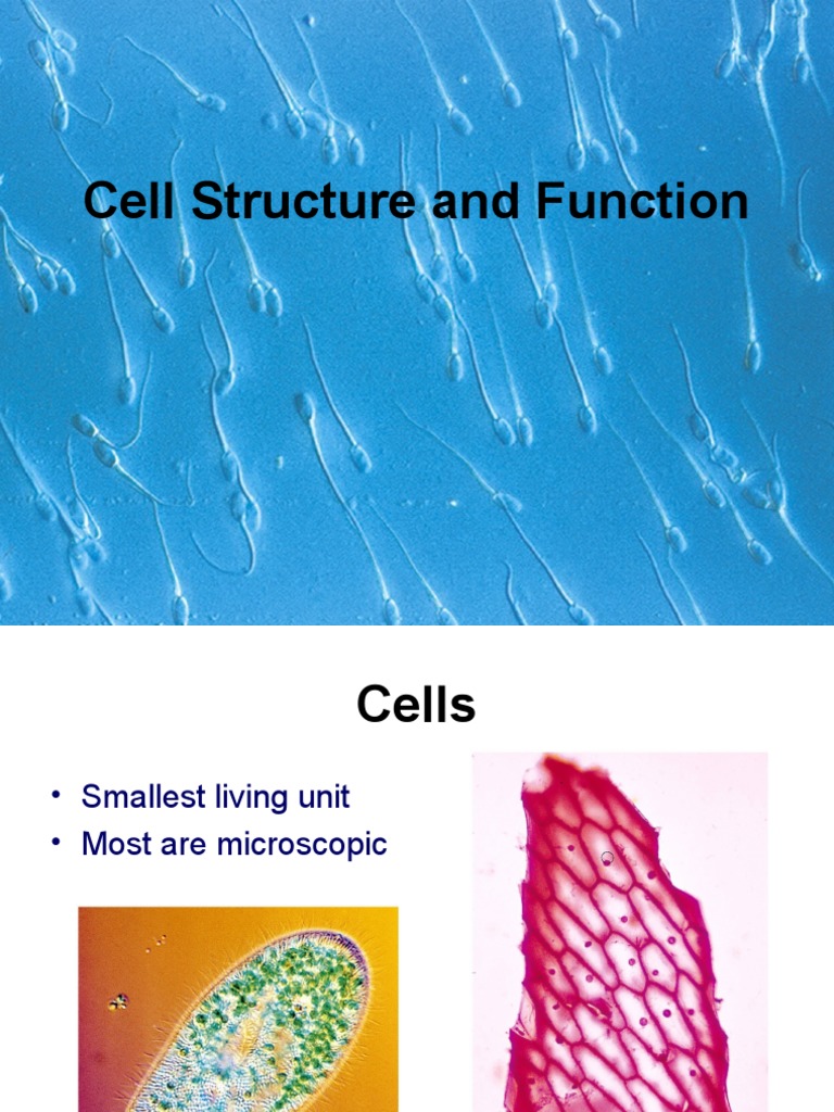 Cell Parts and Function | Download Free PDF | Cell (Biology) | Cell ...