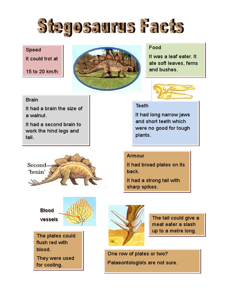 Stegosaurus Reading Comprehension Exercises - 2379 | PDF | Nature