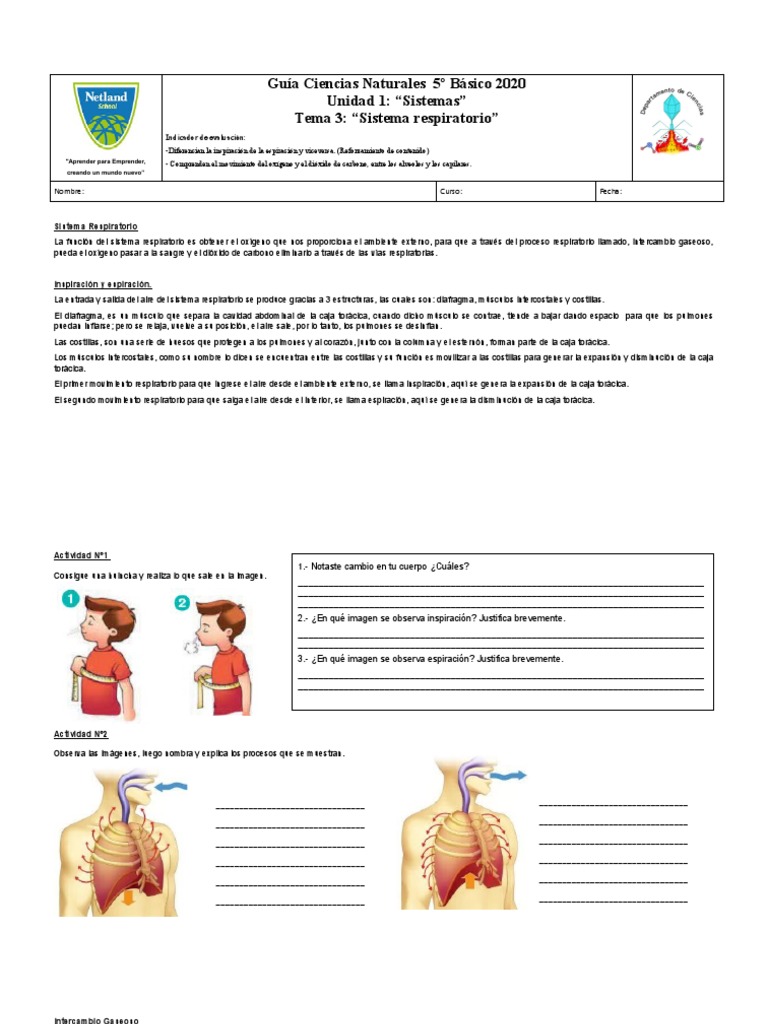 Guía Quinto Basico | PDF | Sistema respiratorio | Pulmón