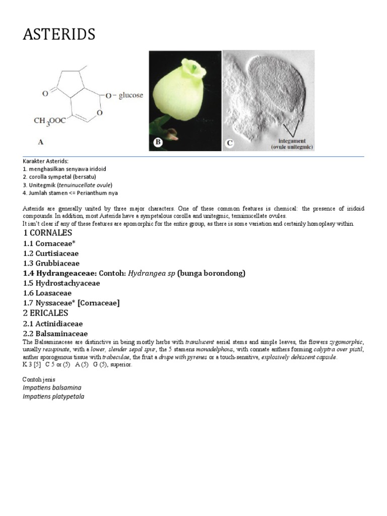 Asterids: 1 Cornales | PDF | Plants | Science