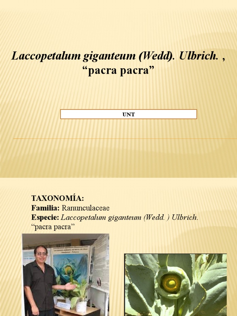 1 Pacra - Pacra | PDF | Plantas | Botánica