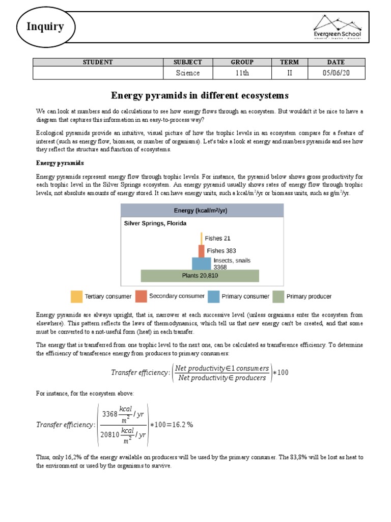 Activity Energy Pyramids 5,6 - 6 | PDF | Food Web | Ecosystem