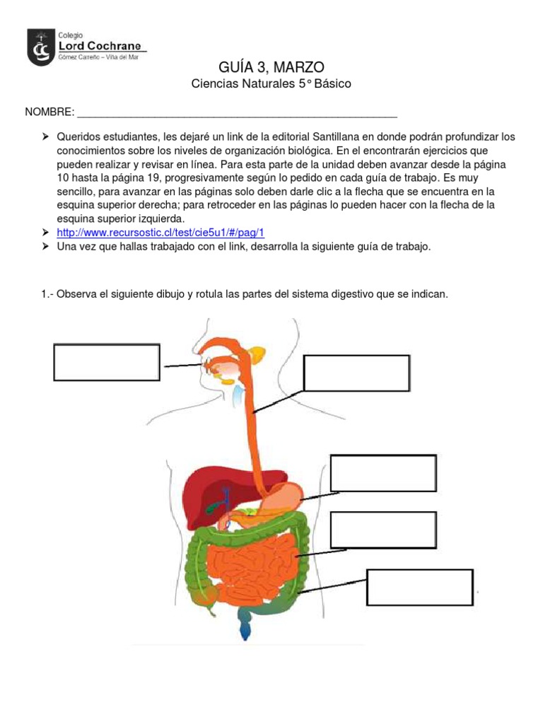 Guía SISTEMA DIGESTIVO | PDF