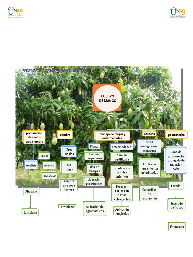 Mapa Conceptual - Mango | PDF