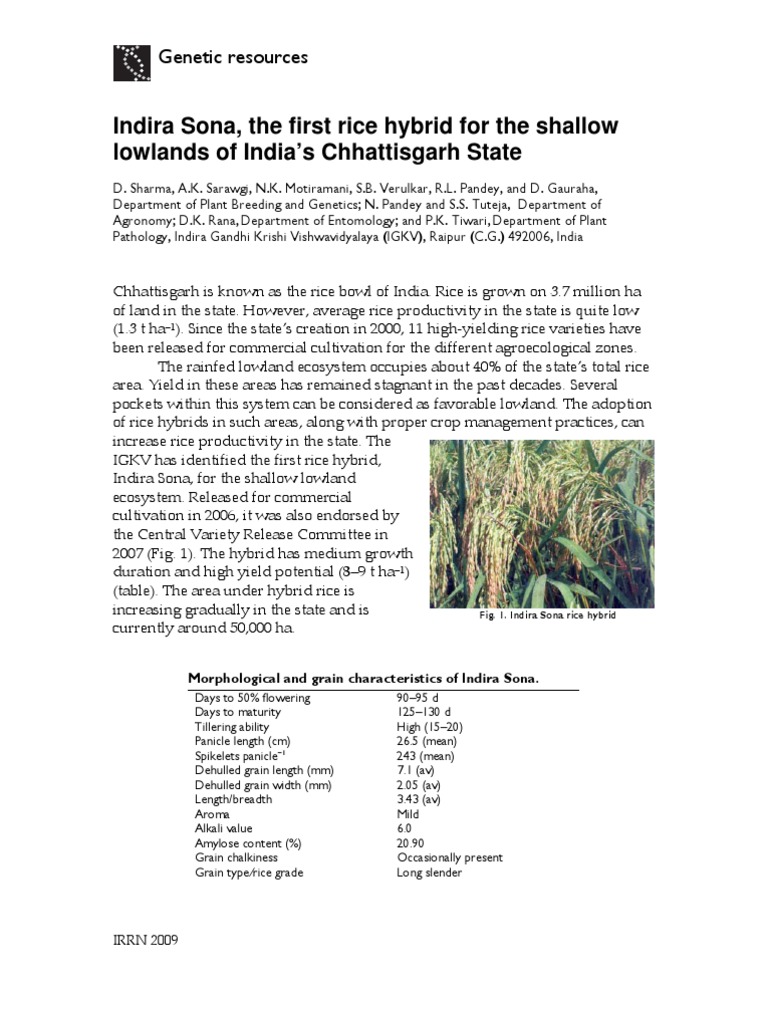 Indira Sona, The First Rice Hybrid For The Shallow Lowlands of India's ...