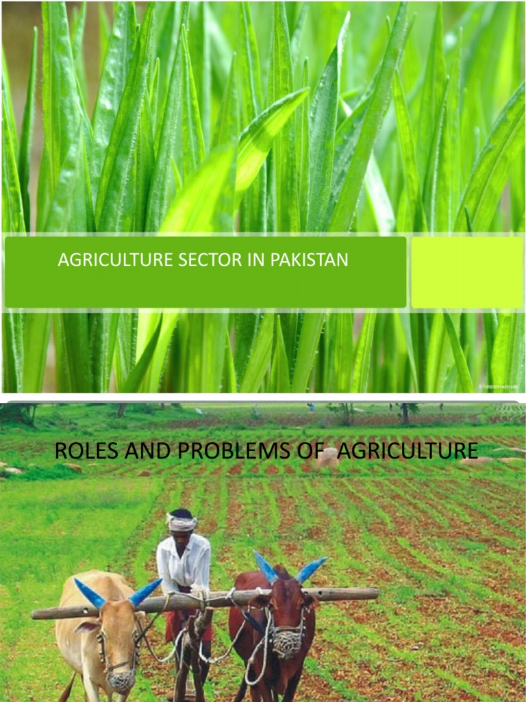 Rolesandproblemsofagriculture by Saira Baloch | PDF | Cash Crop | Rice