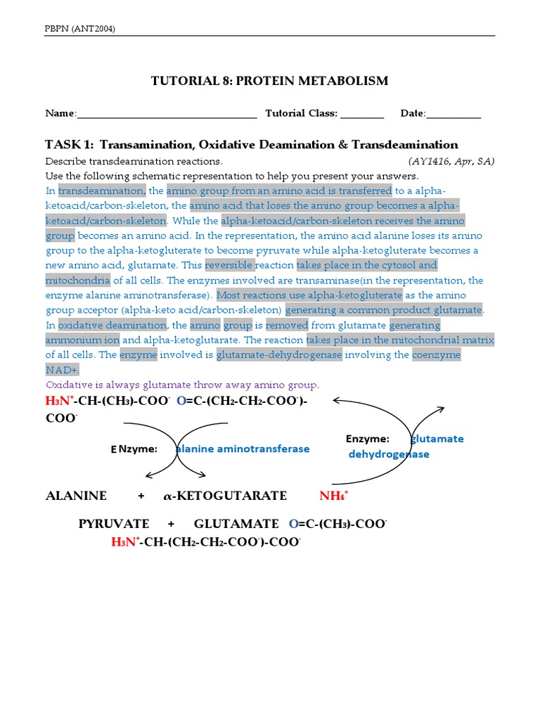 Protein Metabolism: Transamination, Oxidative Deamination ...