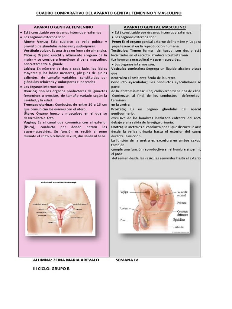 Cuadro Comparativo Del Aparato Genital Femenino y Masculino | PDF | Sistema reproductivo ...