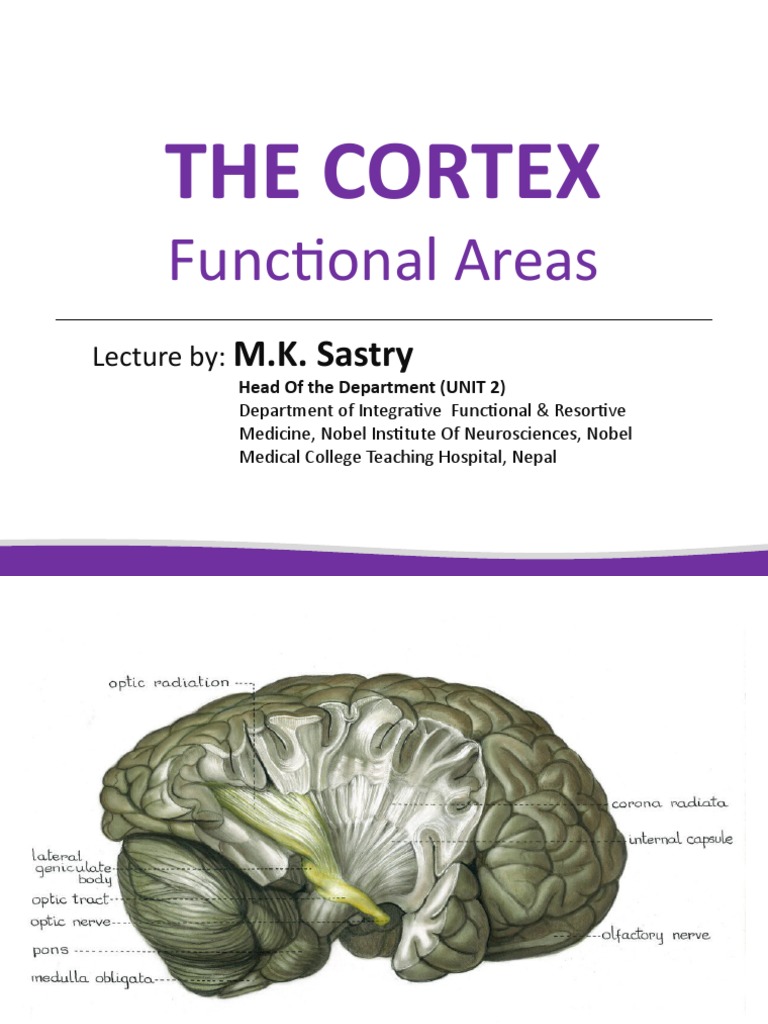 The Cortex - Functional Areas | PDF