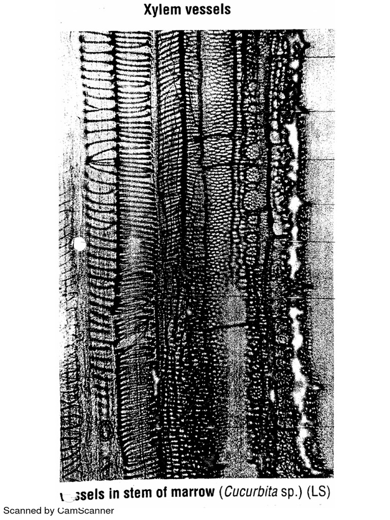 Xylem and Phloem Electron Micrograph | PDF