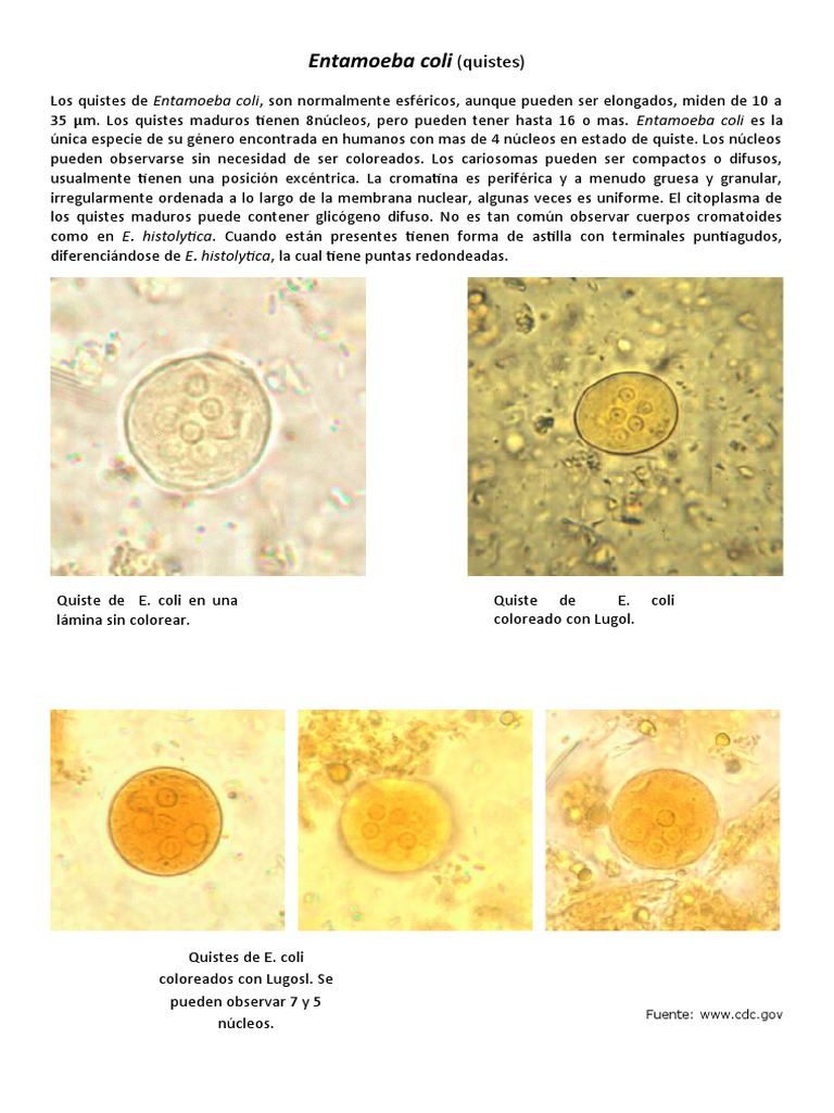 Parasitos Intestinales | PDF | Diarrea | Heces
