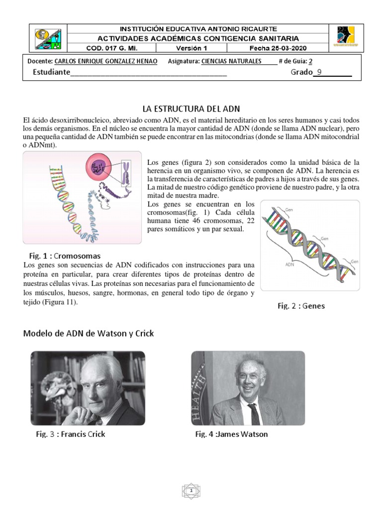 Taller Grado 9 - El ADN y Su Estructura | Descargar gratis PDF | Francis Crick | Adn