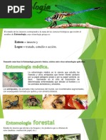 Guía de Colecta y Preservación de Insectos | PDF | Insectos | Taxonomía ...