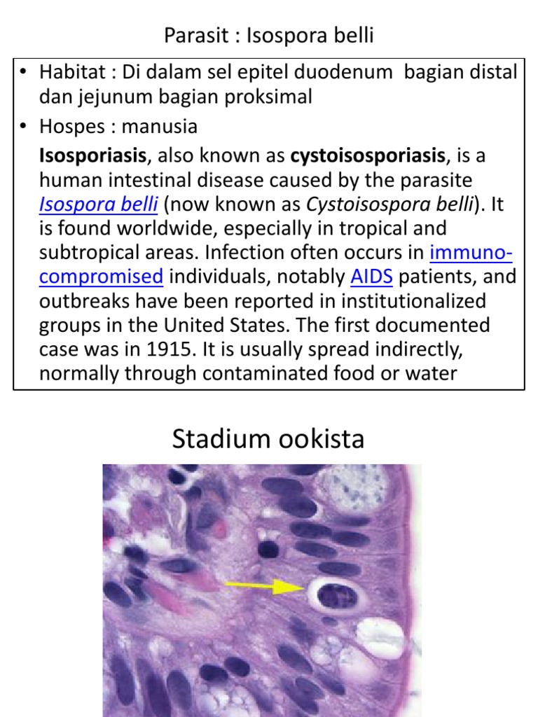 Infected By Intestens Isospora Belli