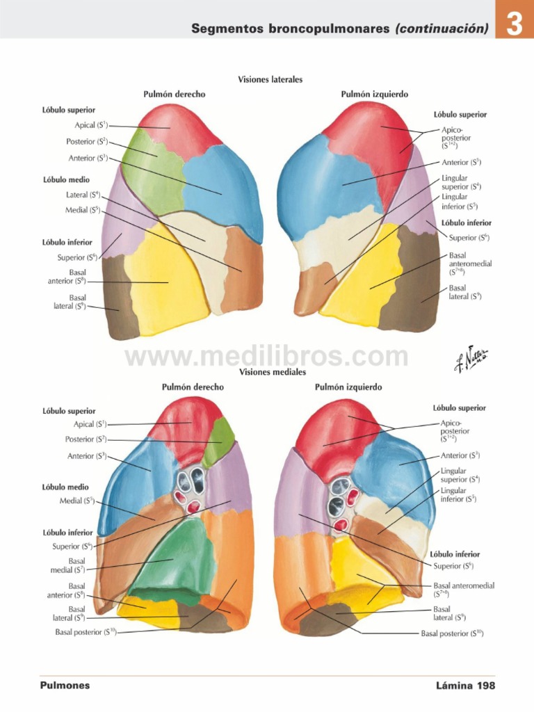 Atlas de Anatomia Humana Netter 6ed Medilibros - Com 114 PDF | PDF ...