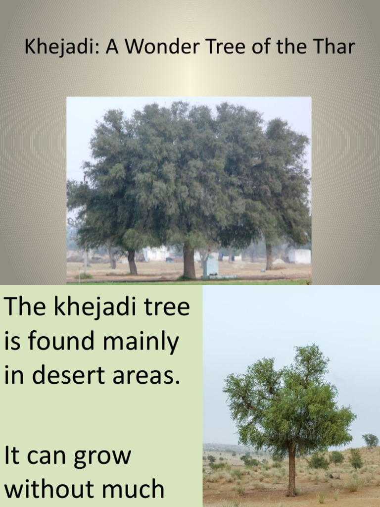 Khejadi: A Wonder Tree of The Thar | PDF
