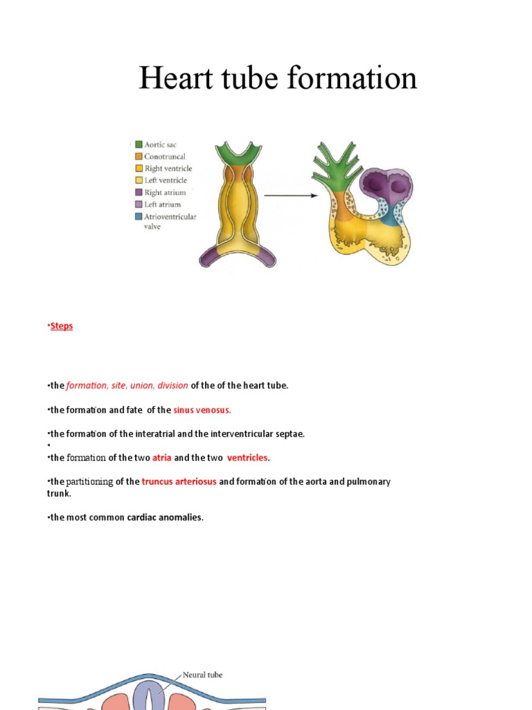 Heart Tube Formation | PDF | Atrium (Heart) | Heart Valve