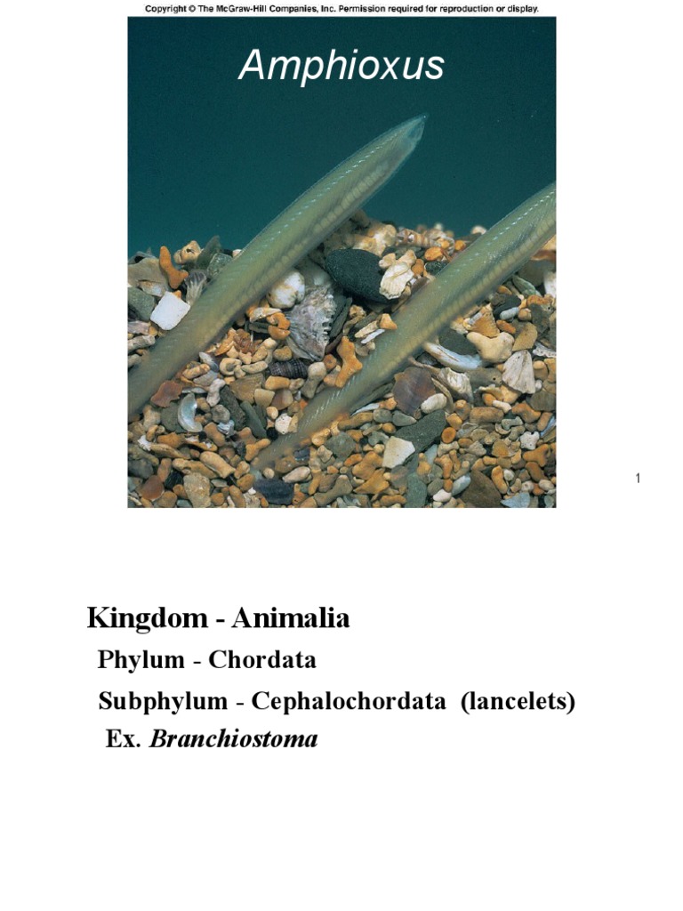 Amphioxus | PDF | Anatomy | Animal Anatomy