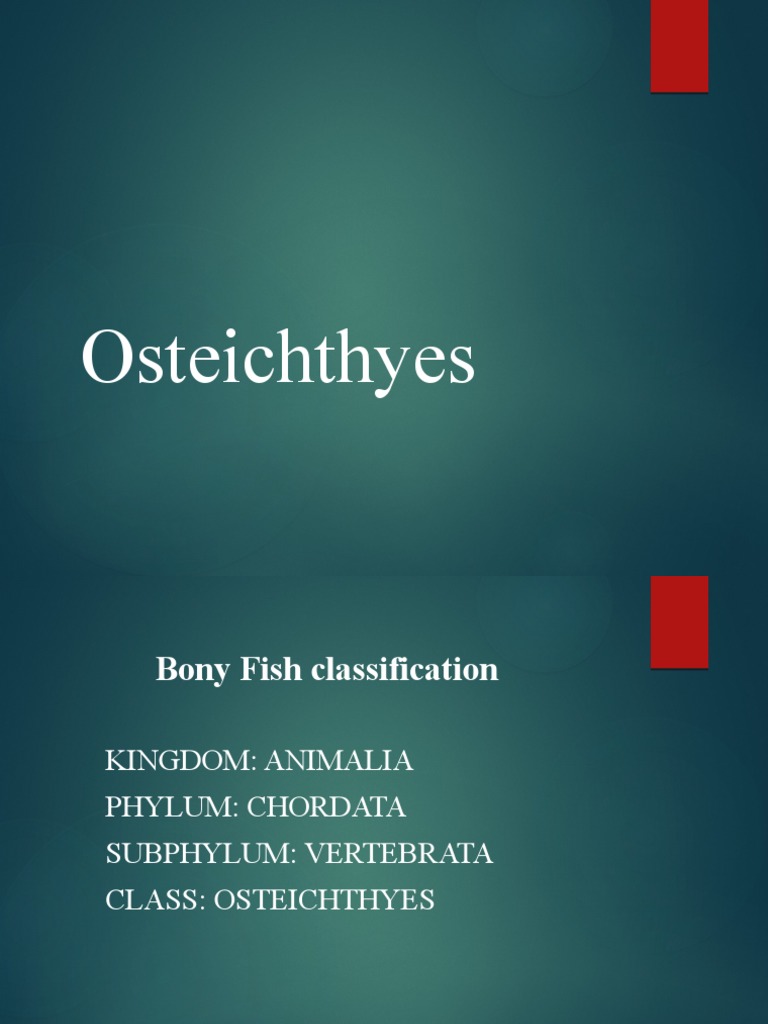 Osteichthyes | PDF | Digestion | Mouth