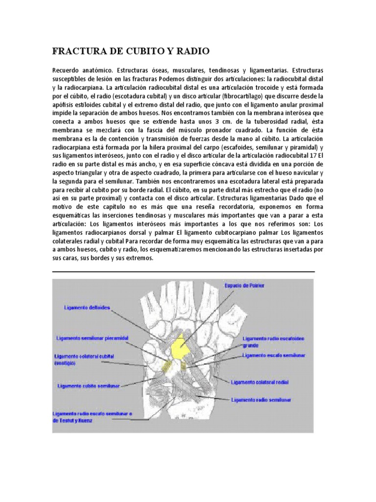 Fractura de Cubito y Radio | PDF | Sistema musculoesquelético | Sistema ...