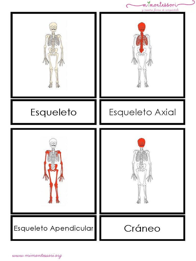 Esqueleto Humano Letra Imprenta PDF | PDF | Mano | Sistema esquelético