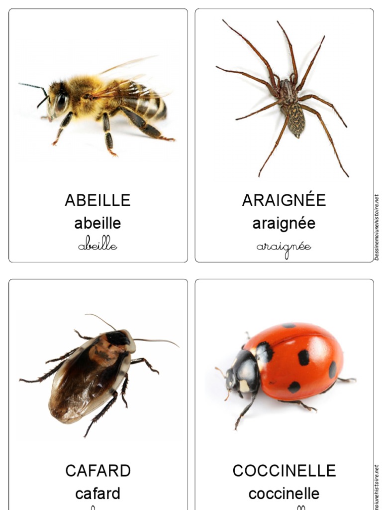 Imagier Insectes Petites Betes 3 Écritures | PDF | Insectes | Insectes ...