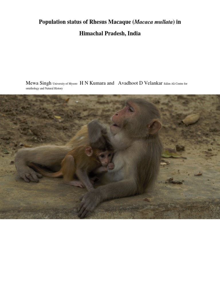 Population Status of Rhesus Macaques | PDF | Population | Nature