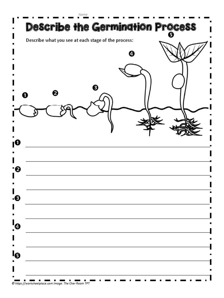 Germination Process Activity | PDF