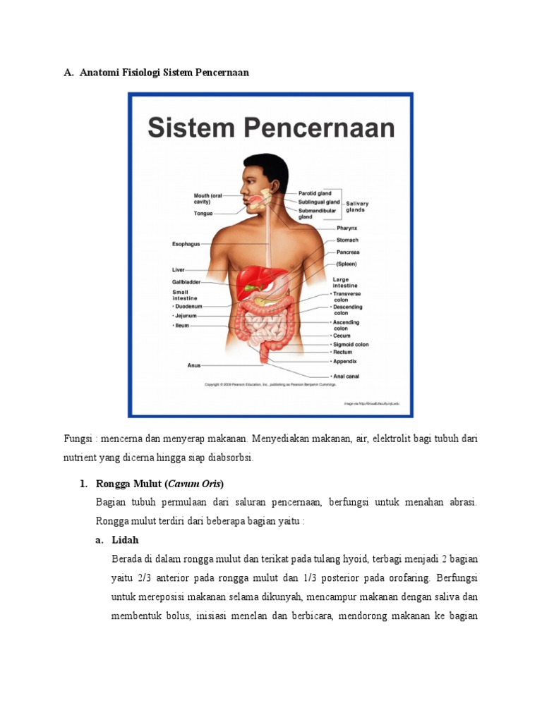 Anatomi Fisiologi Sistem Pencernaan | PDF