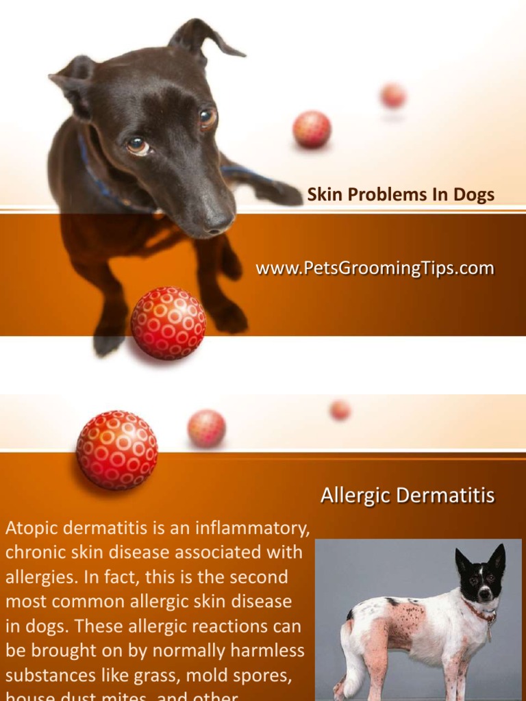 Skin Disease in Dogs | PDF | Dermatitis | Cutaneous Conditions