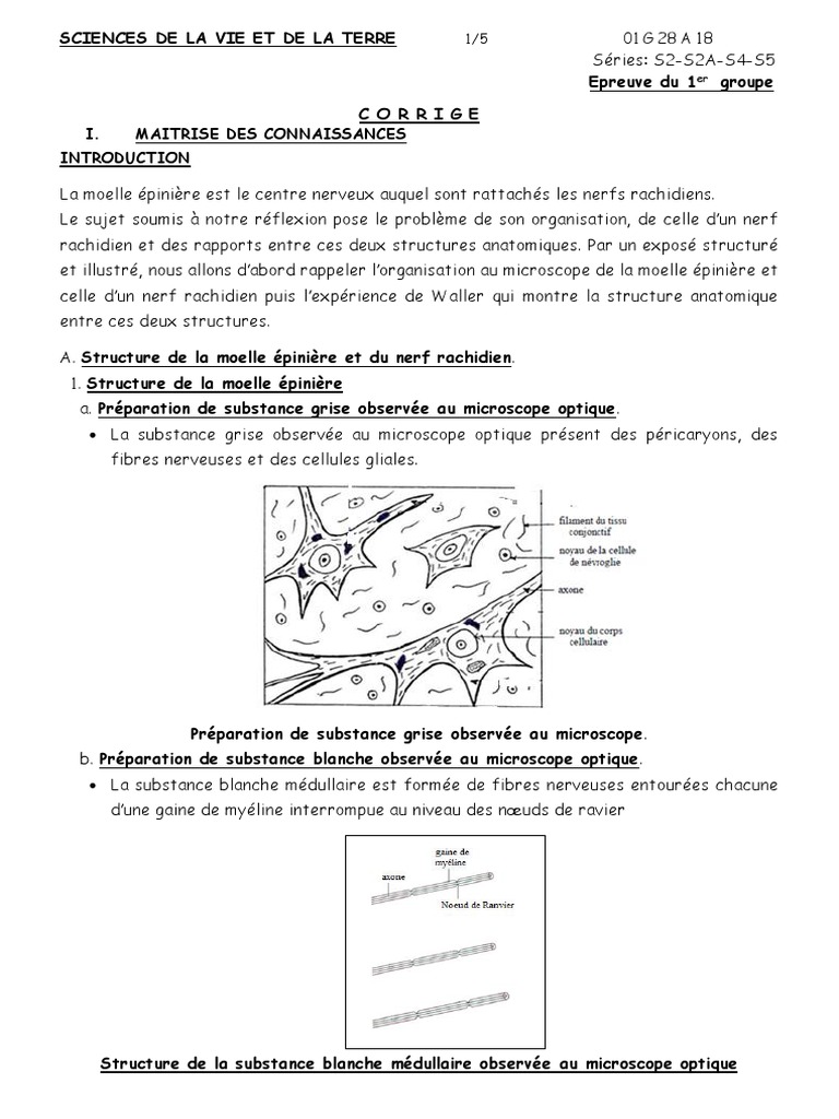 Corrigé SVT S2 1er GR 2018 PDF | PDF | Nerf | Allèle