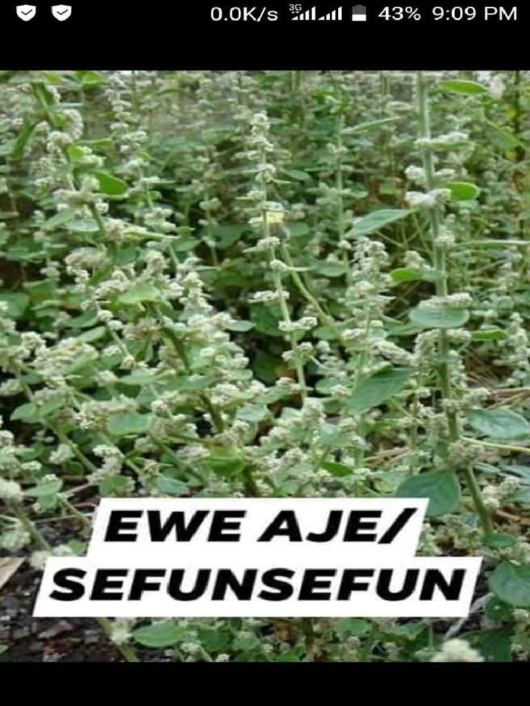 Ewe Aje | PDF