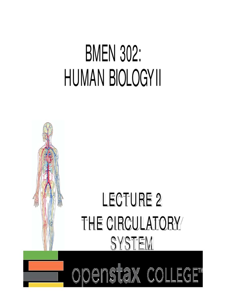 BMEN 302: Human Biology Ii: The Circulatory System | PDF | Coagulation ...
