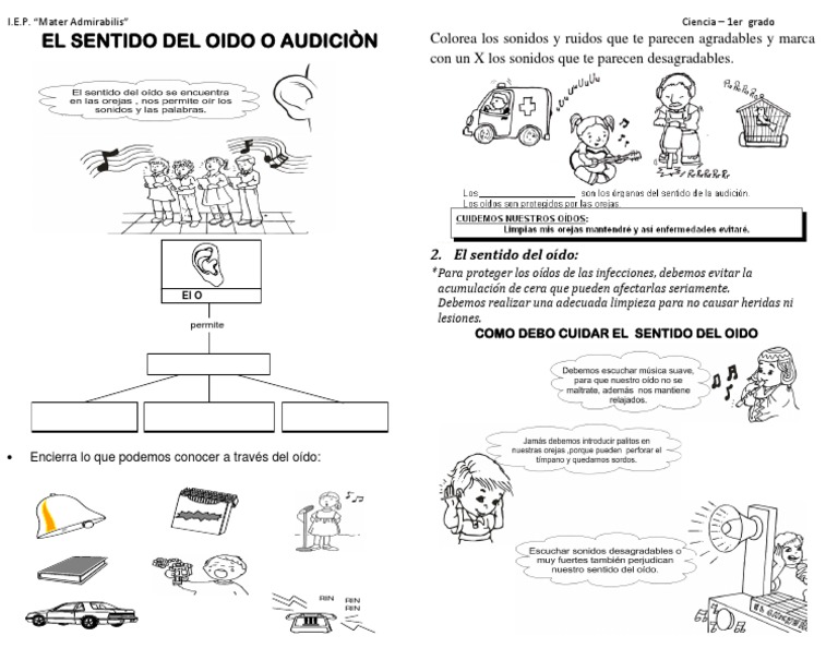 Hoja De Trabajo Sobre El Oído, La Audición Y El Equilibrio