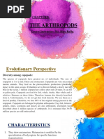Insect Head Types: Hypognathous, Prognathous, Opisthognathous | PDF