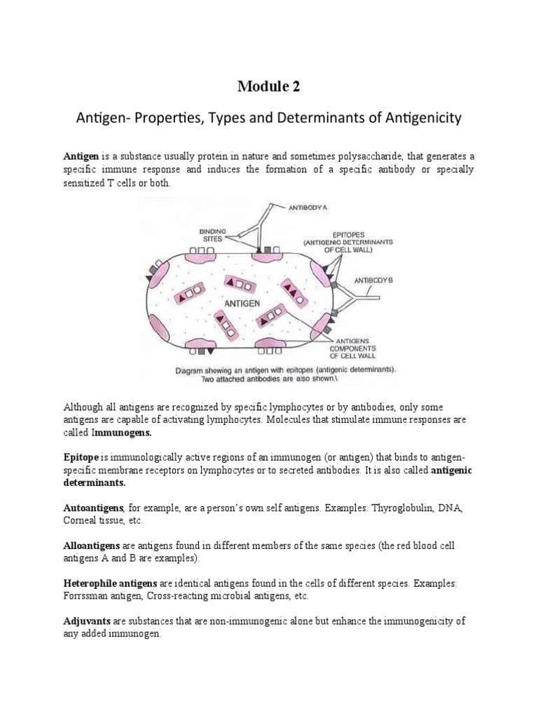 Antigen Properties and Determinants | PDF | Antibody | Antigen