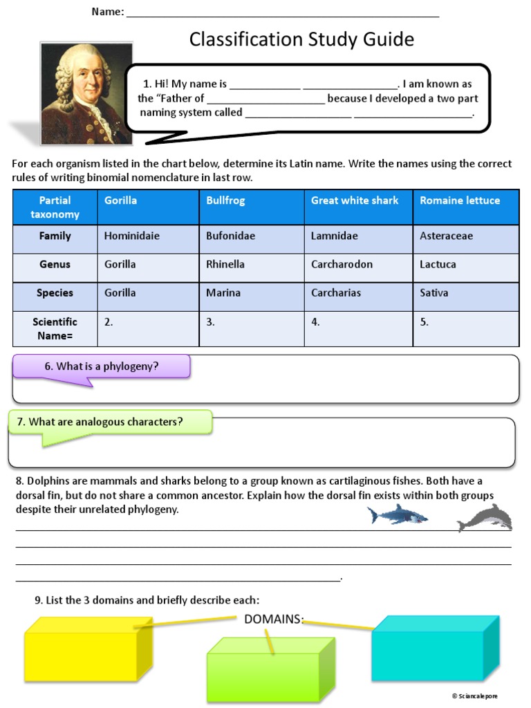 Classification Study Guide | PDF | Organisms | Phylogenetic Tree
