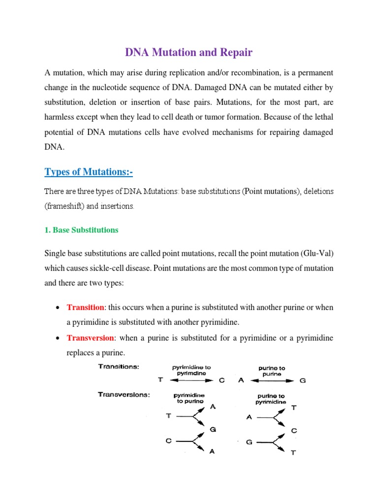 DNA Mutation and Repair | Download Free PDF | Point Mutation | Dna Repair