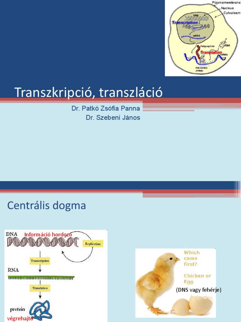 3 Transzkripció, Transzláció | PDF