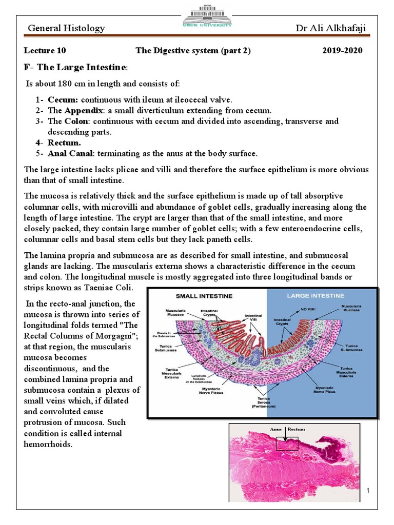 Lecture 10 General Histology Digestive System Part 2 | PDF | Liver ...