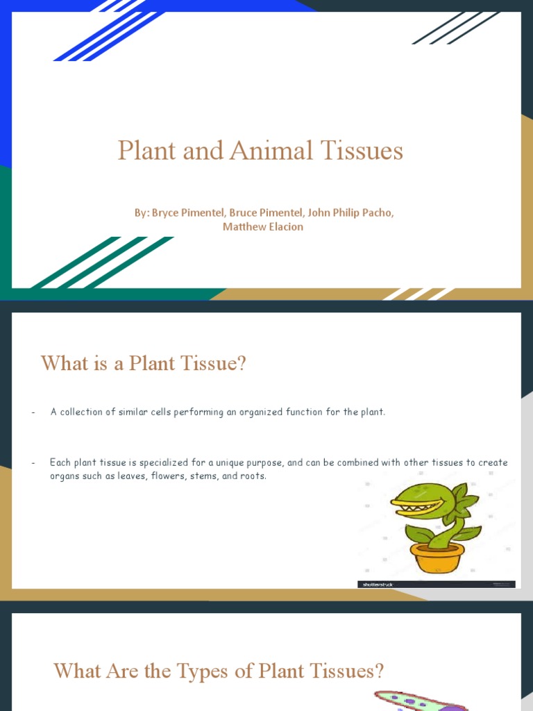 Plant and Animal Tissues | PDF | Tissue (Biology) | Epithelium