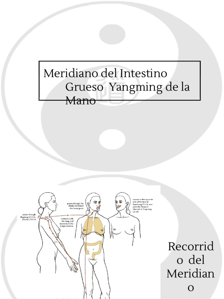 Meridiano Del Intestino Grueso Yangming de La Mano | PDF | Hombro | Mano