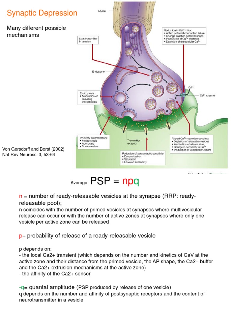 Synaptic Depression: Many Different Possible Mechanisms | PDF ...