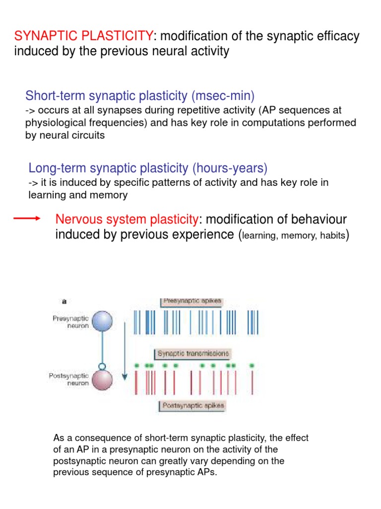 21 Synaptic Plasticity - Short - Term PDF | PDF | Chemical Synapse ...