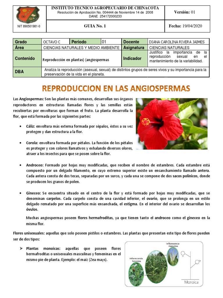 Guia1. Reproduccion en Angiospermas PDF | PDF | Flores | Polinización