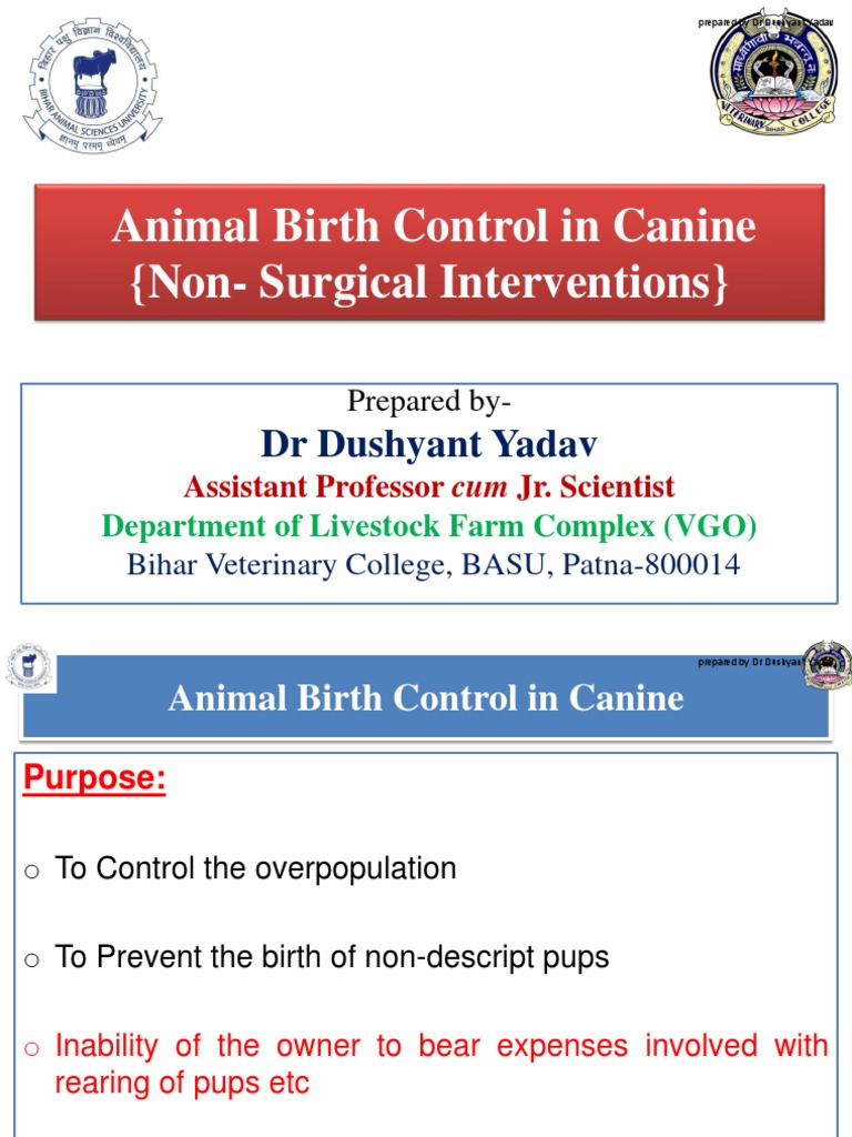 Animal Birth Control in Canine (Non-Surgical Interventions) | PDF ...