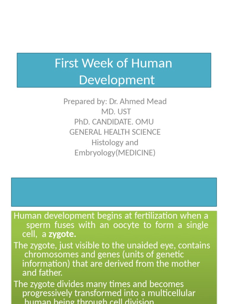 First Week of Human Development | PDF | Meiosis | Menstrual Cycle