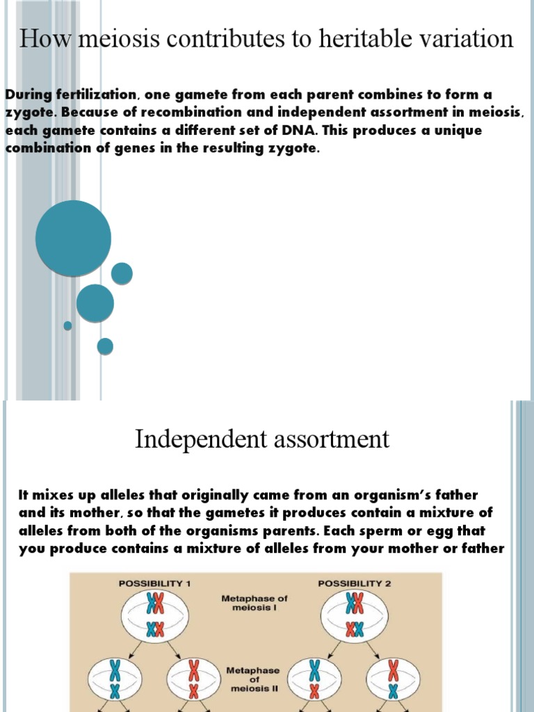 Cell Division and Variation 2.2 | PDF | Genetic Diversity | Genetics