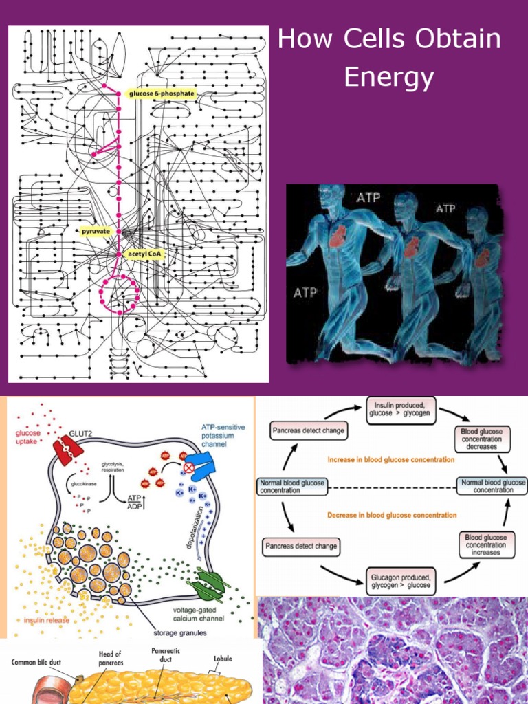 How Cells Obtain Energy | PDF | Adenosine Triphosphate | Glycolysis